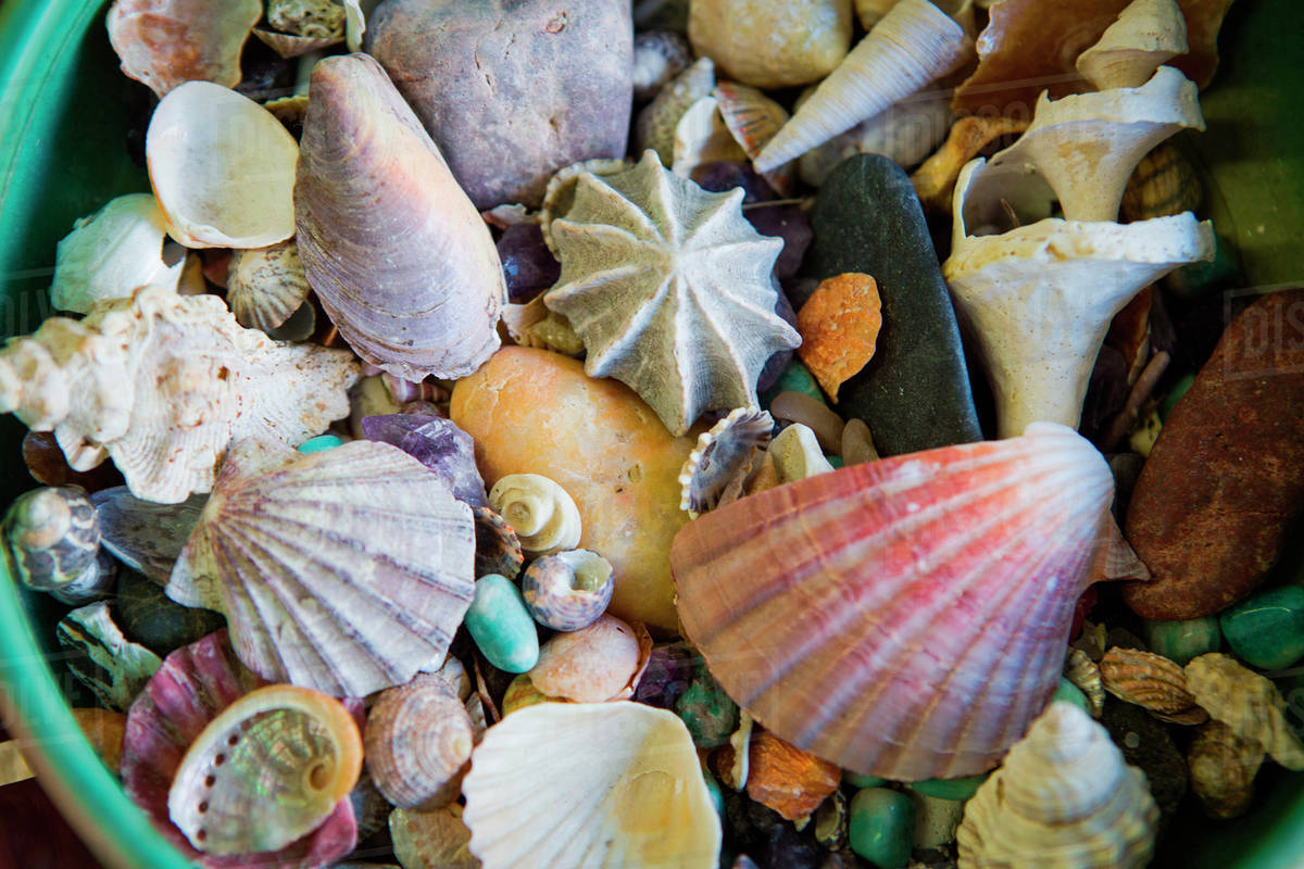 Assorted colourful seashells; Sydney, New South Wales, Australia ...