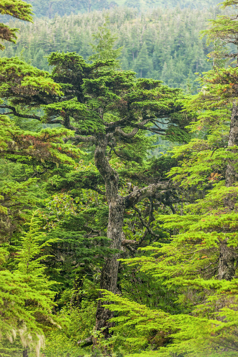 Old knarly twisted Hemlock tree, Prince William Sound, Cordova Alaska ...