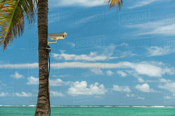 Palm tree with CCTV camera attached to it on beach; Republic of ...