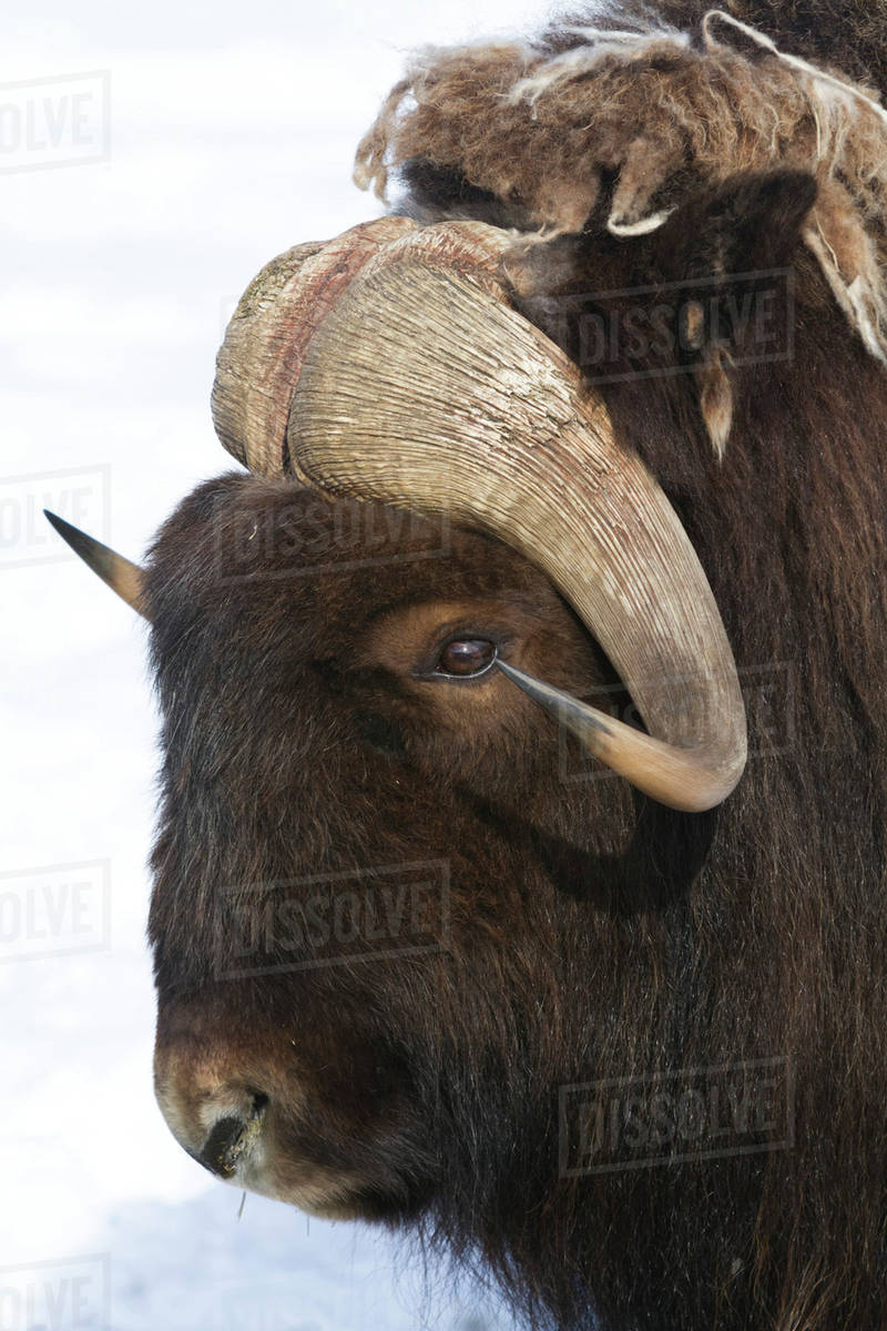 Captive at the Alaska Wildlife Conservation Center in Portage Alaska in ...