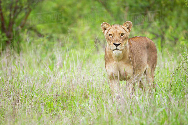 Female lion on the prowl at the serengeti plains, staring directly into ...