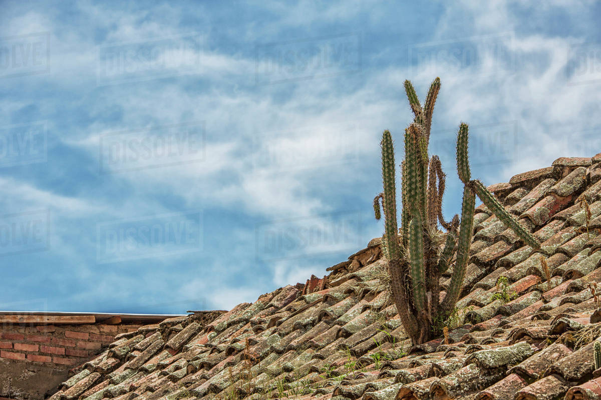 A cactus grows on a tile roof on a house; Tarata, Bolivia - Stock Photo ...
