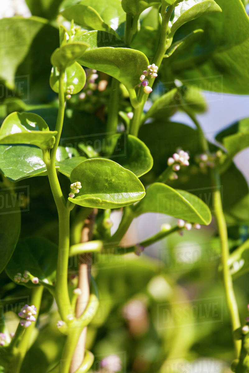 Green Malabar spinach (Basella alba, syn. Basella cordifolia); Toronto ...