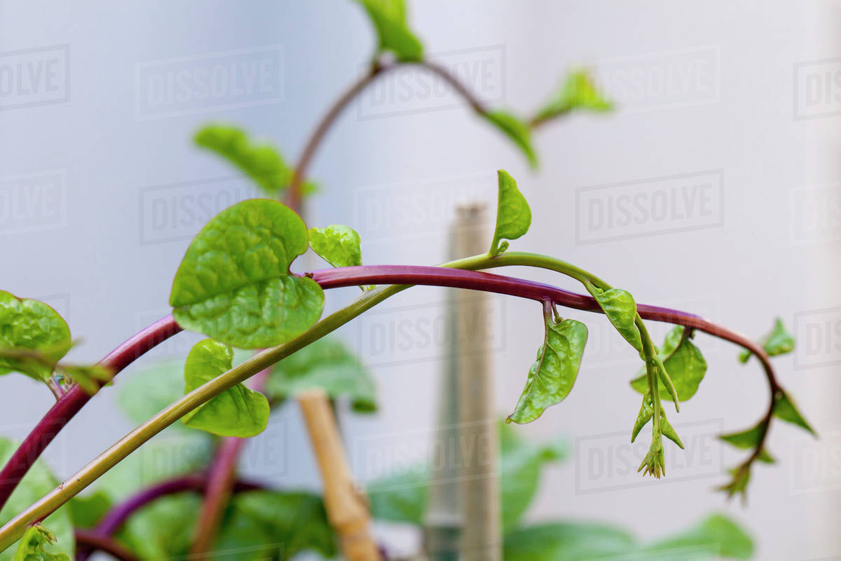 Red Malabar spinach (Basella rubra); Toronto, Ontario, Canada - Royalty ...