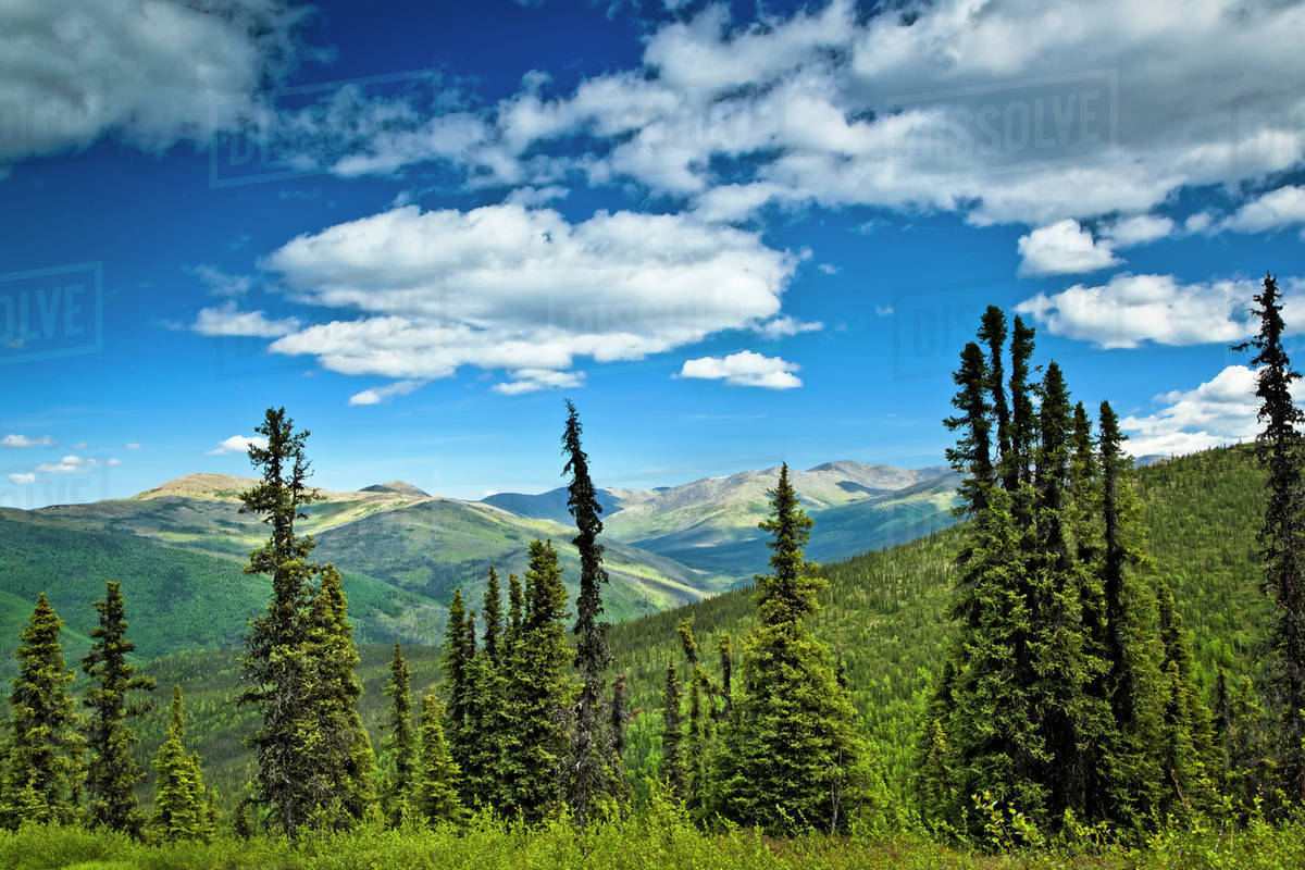 The view of mountains with spring green boreal forest, Chena River ...