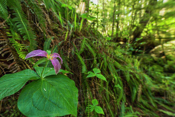 Trillium growing in a forest; British Columbia, Canada - Royalty-free ...