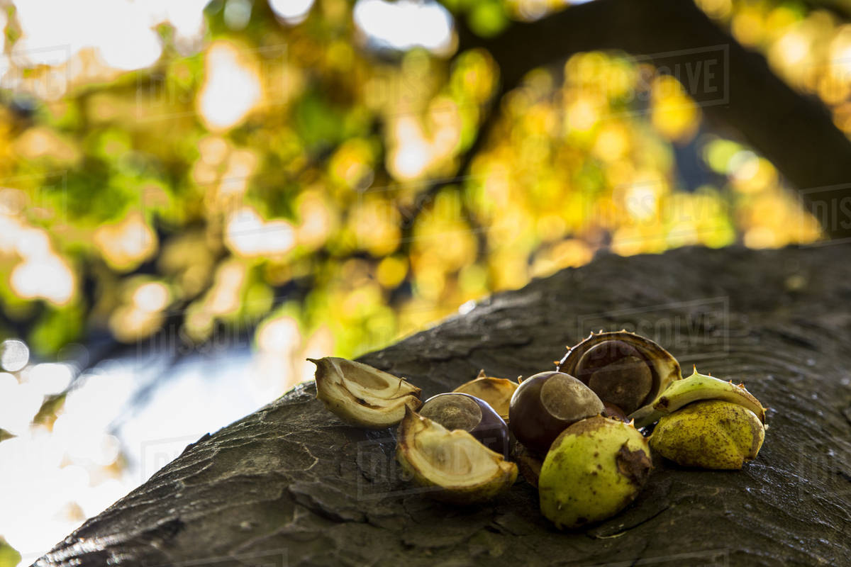 Broken shells and nuts sitting on a tree branch with autumn colours ...