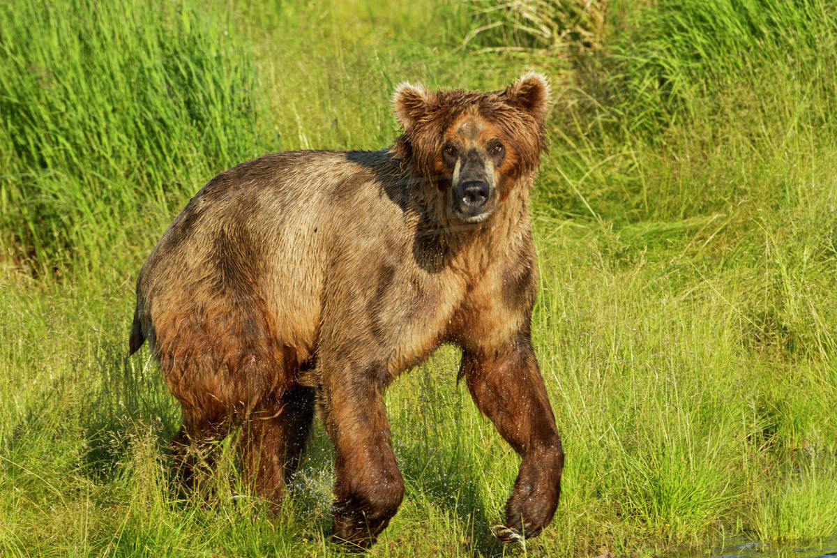 Brown bear (Ursus arctos) running toward camera in tall grass along ...