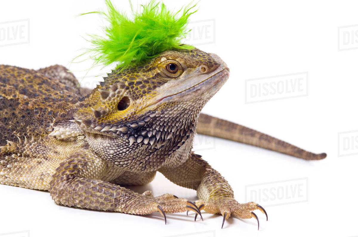 Bearded Dragon Lizard With Mohawk - Royalty-free Stock Photo | Dissolve