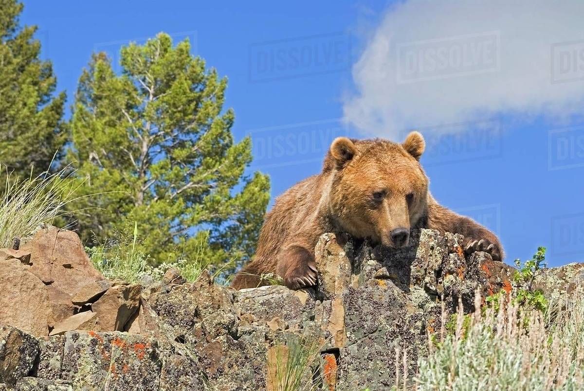 Grizzly Bear Laying On Cliff - Royalty-free Stock Photo | Dissolve