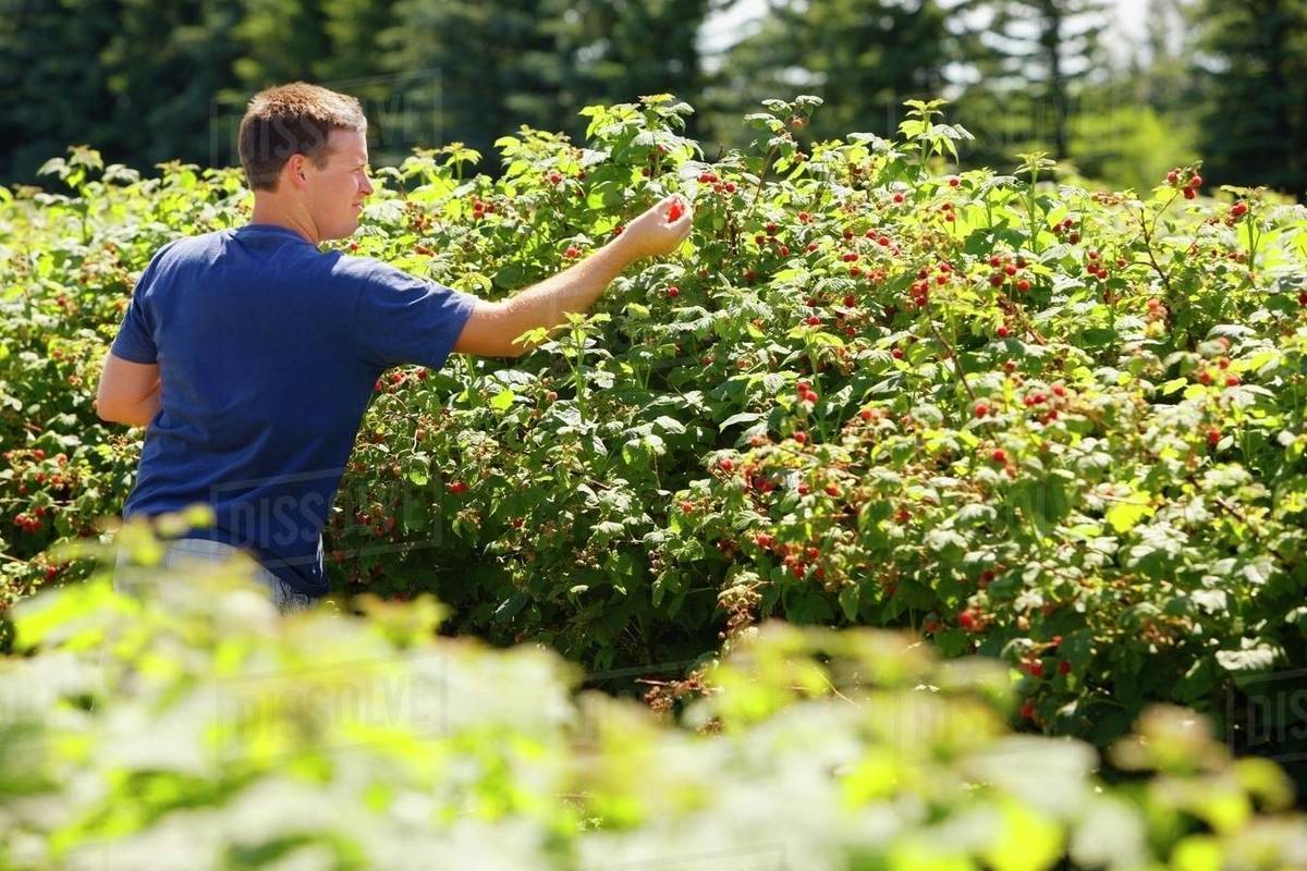 Man Picking Raspberries - Royalty-free Stock Photo | Dissolve