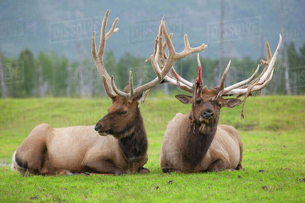 A Pair Of Captive Roosevelt Elk Lay In The Green Grass At Alaska ...