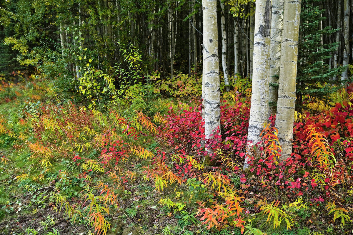 Colorful View Of Aspen Tree Trunks And Fall Foliage On The Kenai ...