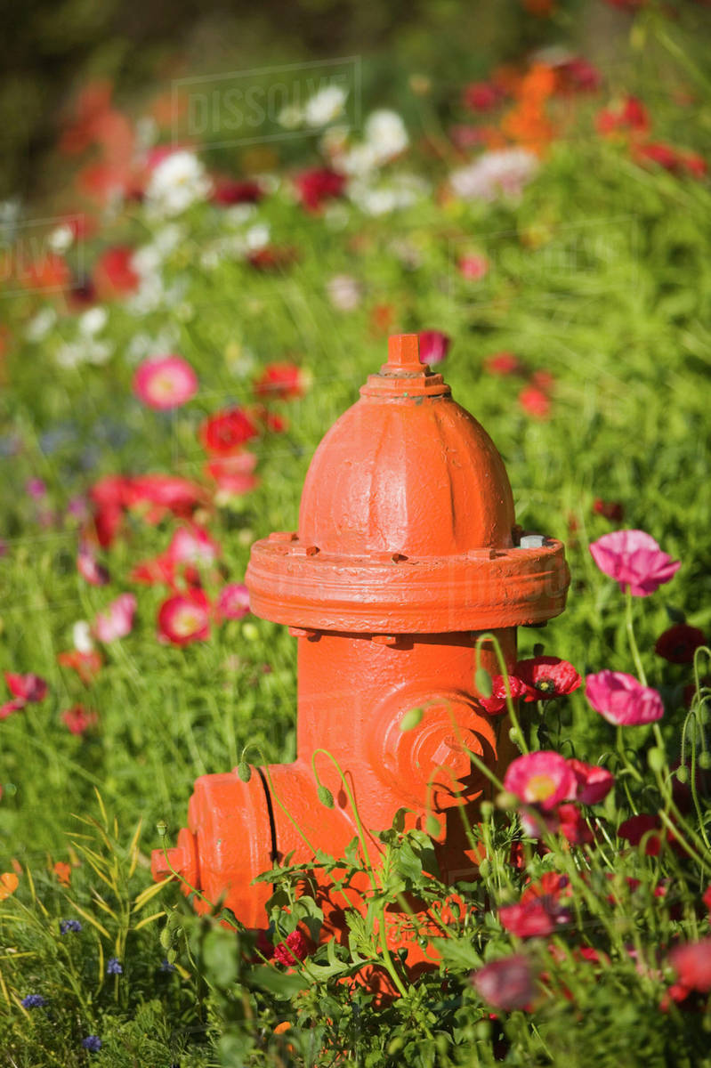 Fire Hydrant & Flowers Kodiak Island Southwest Alaska - Royalty-free ...