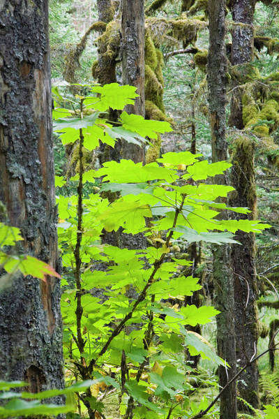 Spruce Forest W/Devils Club Kodiak Island Southwest Alaska Autumn ...