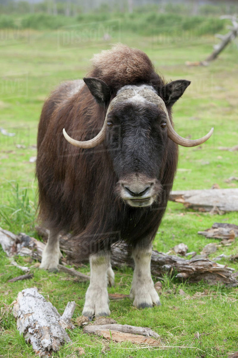 Captive: Cow Muskox Standing In Meadow At The Alaska Wildlife ...