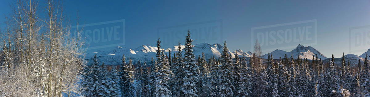 Panoramic landscape of the chugach mountains and spruce forest in ...