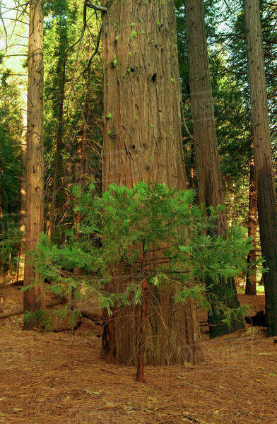 Sequoia trees;California united states of america - Royalty-free Stock ...