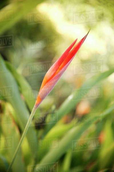 Paradise Flower - Stock Photo - Dissolve