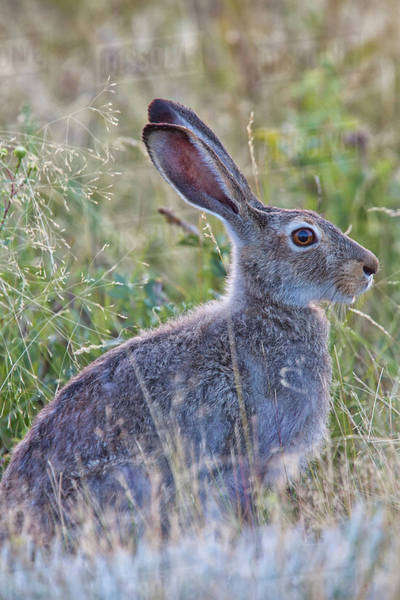 Jackrabbit sitting in the grass grasslands national park;Saskatchewan ...