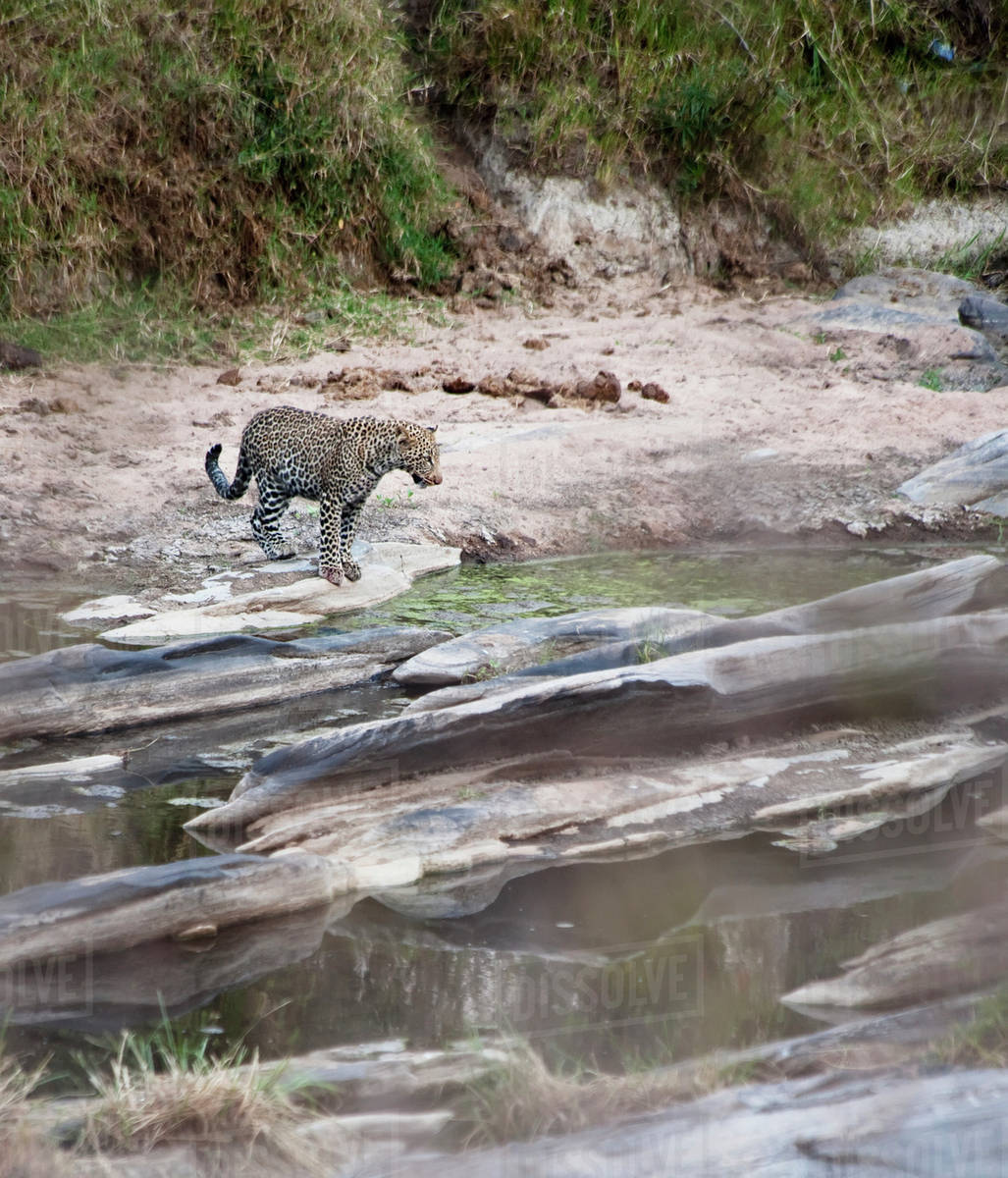 A cheetah stands at the edge of the river during migration;Maasai mara ...