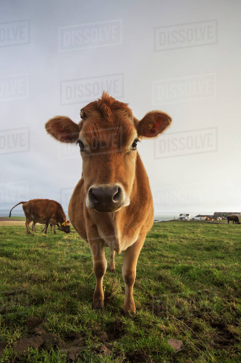 A cow staring at the camera;Dumfries and galloway scotland - Royalty ...