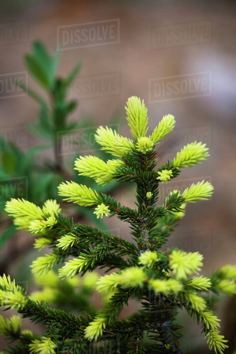 Spruce Tree New Growth On Our Spruce Tree | 042/365, Garden Village,