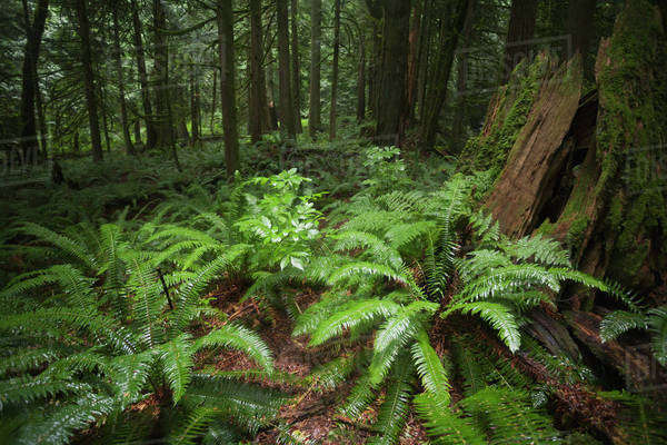 Ferns in a temperate rain forest covering the forest floor;Bridal veil ...