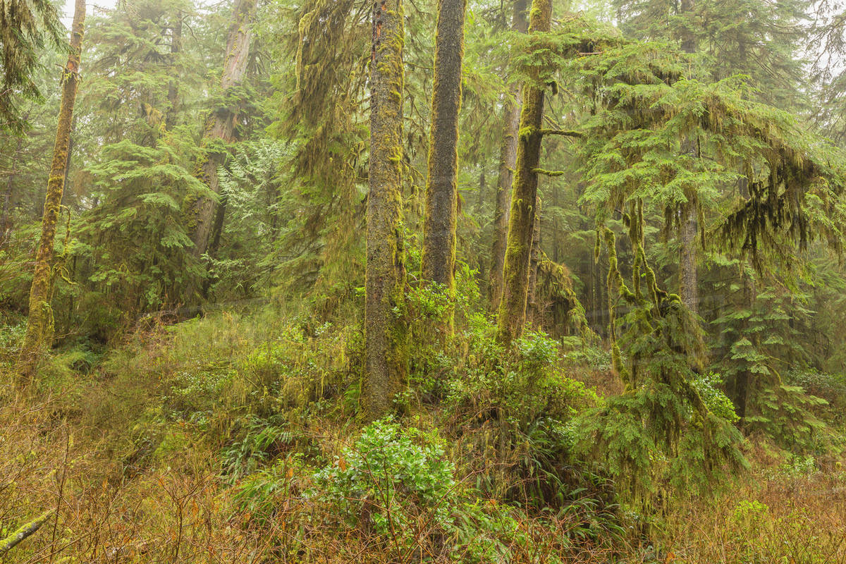 The rainforest in pacific rim national park on vancouver island;British ...