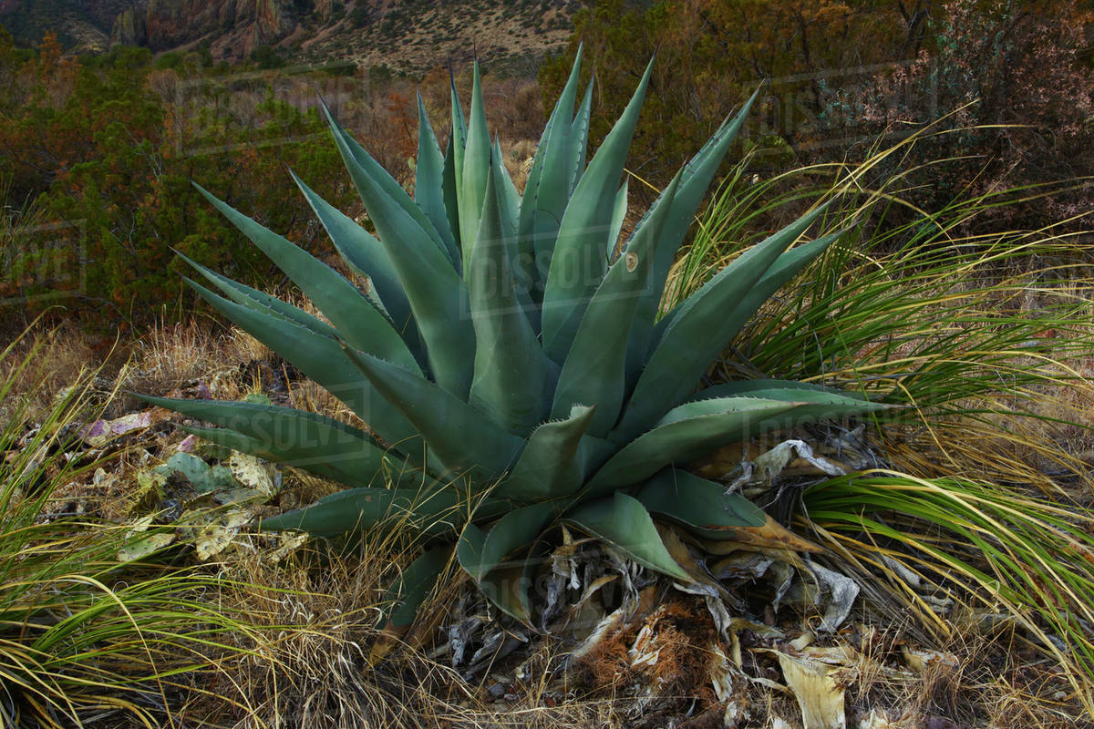 Harvard agave (agave harvardiana), big bend national park;Texas, united ...