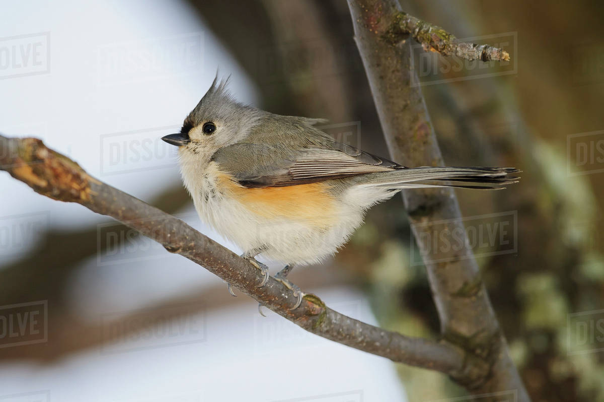 Tufted titmouse (baeolophus bicolor);Ohio, united states of america ...