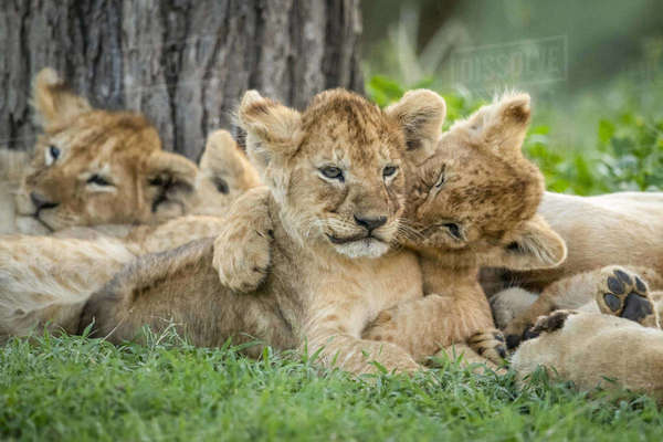 Lion (Panthera leo) cub bites sibling lying under tree, Serengeti ...