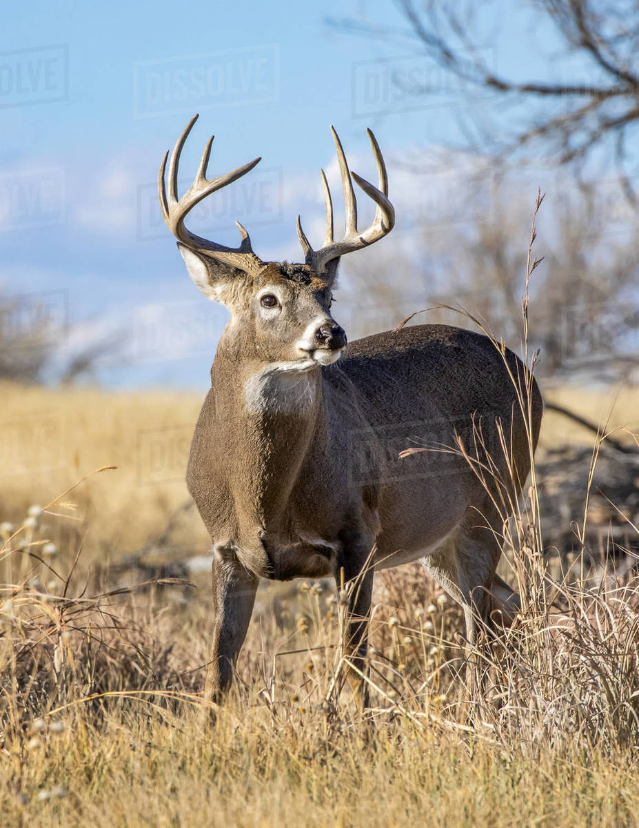 Bull elk (Cervus canadensis) standing in a grass field; Denver ...