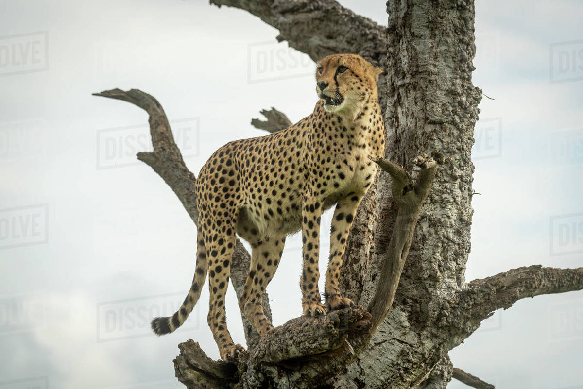 Cheetah (Acinonyx jubatus) stands open-mouthed in tree turning head ...