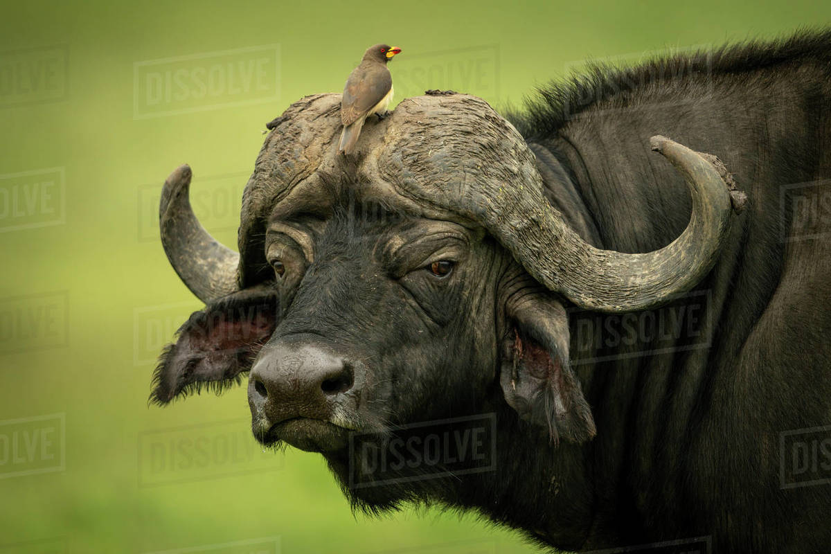 Yellow-billed oxpecker (Buphagus africanus) on head of Cape buffalo ...