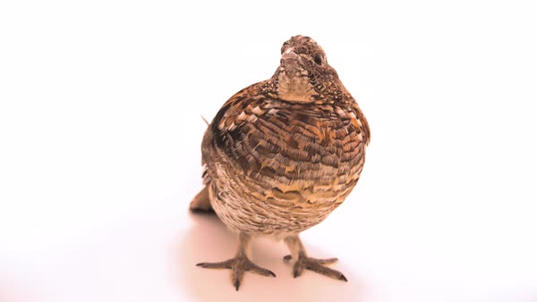 A male Idaho ruffed grouse (Bonasa umbellus phaia) named Robbie at ...