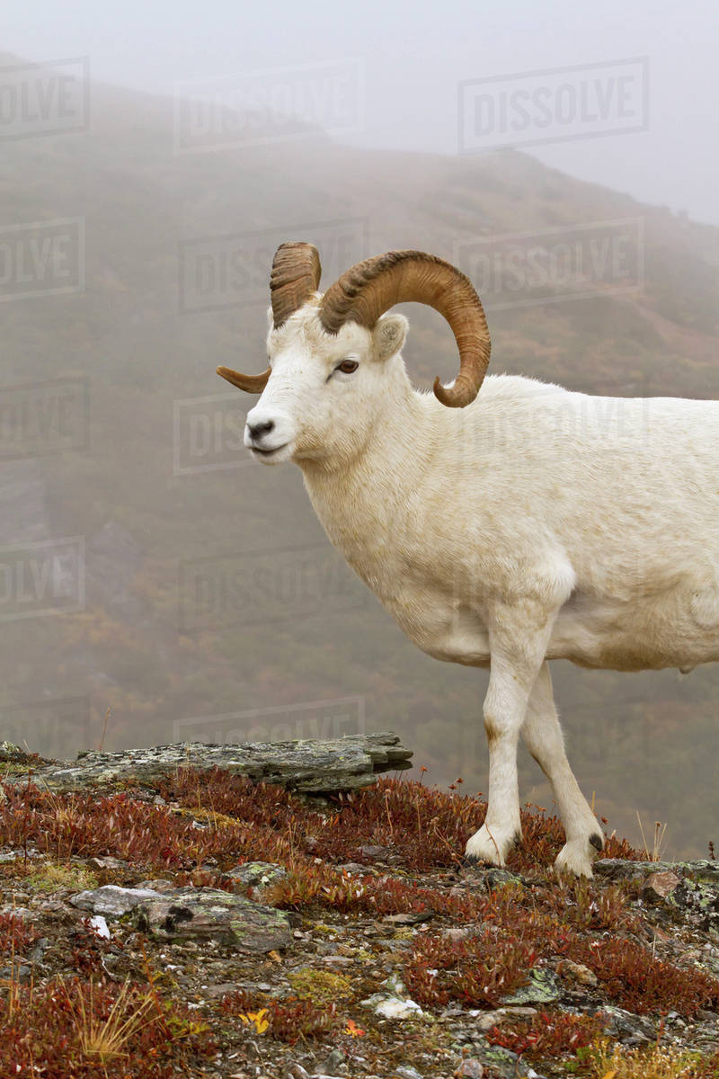 Dall's sheep (ovis dalli) ram walking on ridge in alpine tundra in ...