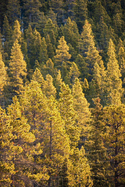Evergreen tree in yellow and green along side the alaska highway in ...