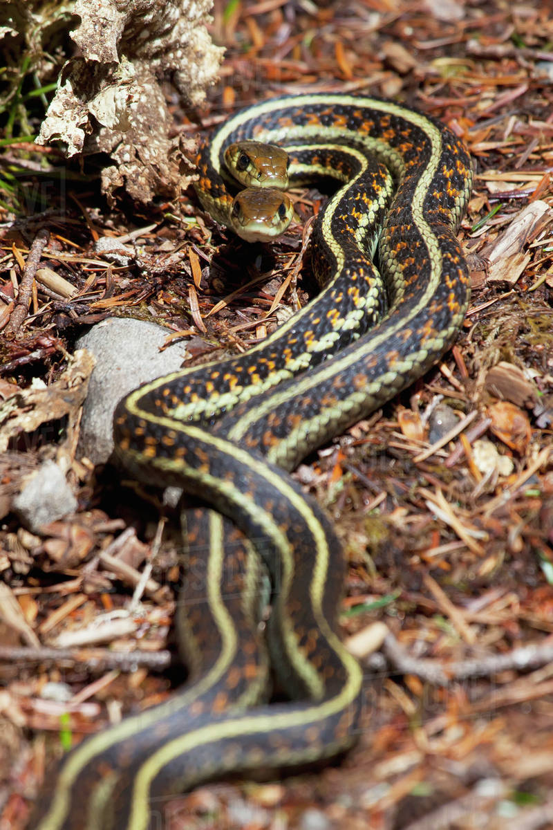 Two snakes intertwined on the forest floor;Washington, united states of ...