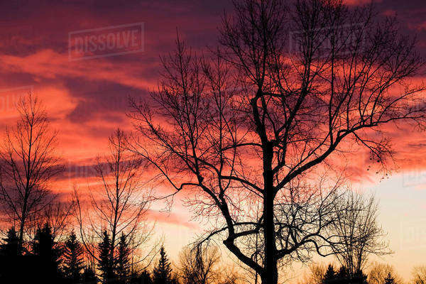 Fiery red dramatic sky with silhouetted tree branches at sunrise ...