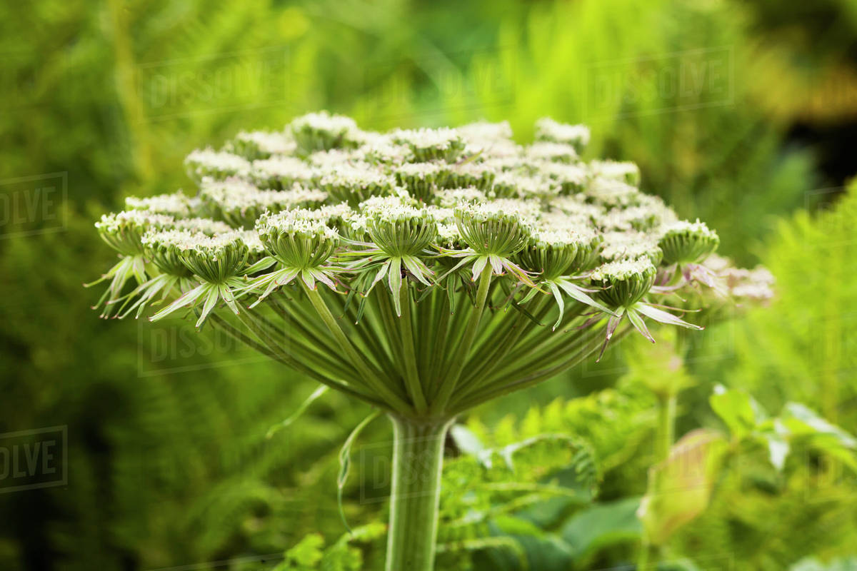 A Pushky, Or Cow Parsnip, Flower; Unimak Island, Aleutian Islands ...