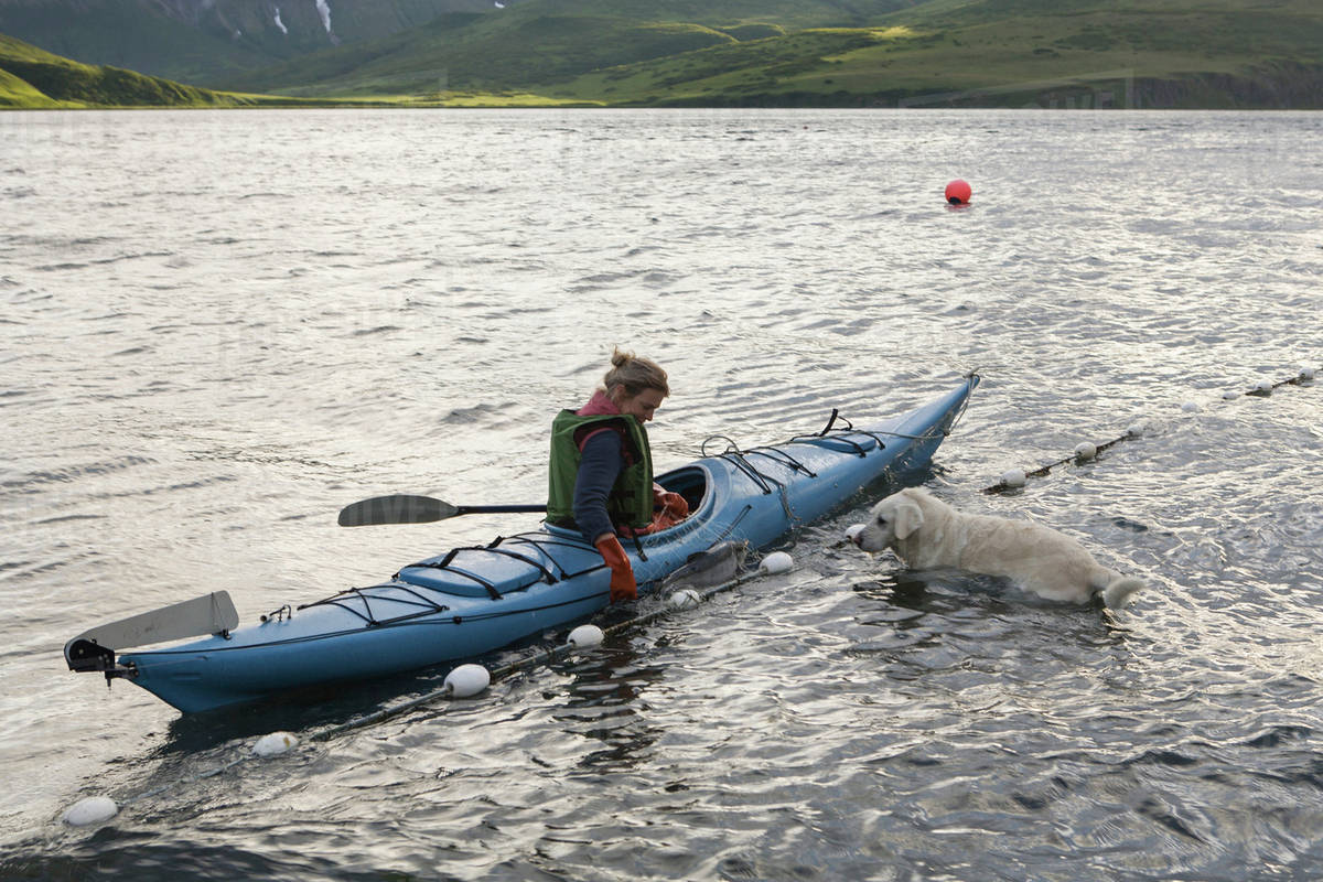 A Woman Tending Her Subsistence Salmon Net By Kayak At A Summer Fish ...