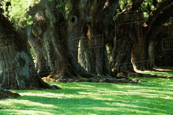 Row Of Oak Trees - Stock Photo - Dissolve