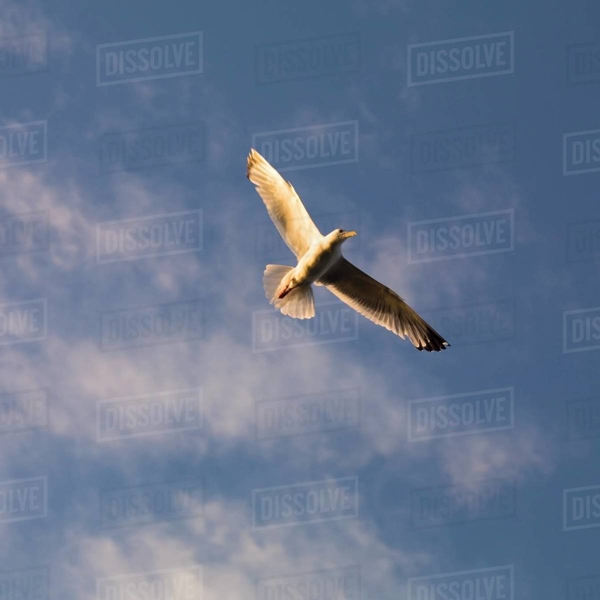 Seagull Soaring In The Sky - Royalty-free Stock Photo | Dissolve