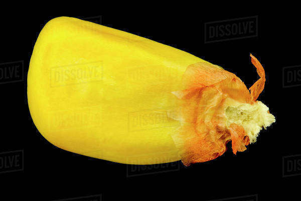 A kernel of corn on a black background;United states of america - Stock ...