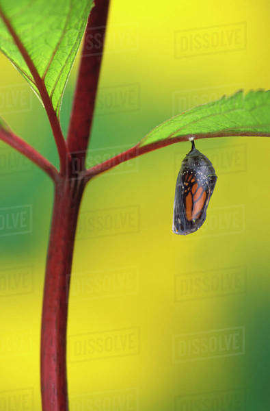 Monarch butterfly beginning to emerge from chrysalis during pupa stage ...