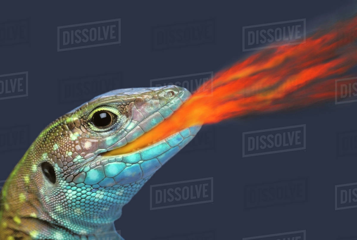 Fire-breathing rainbow lizard;British columbia canada - Stock Photo ...