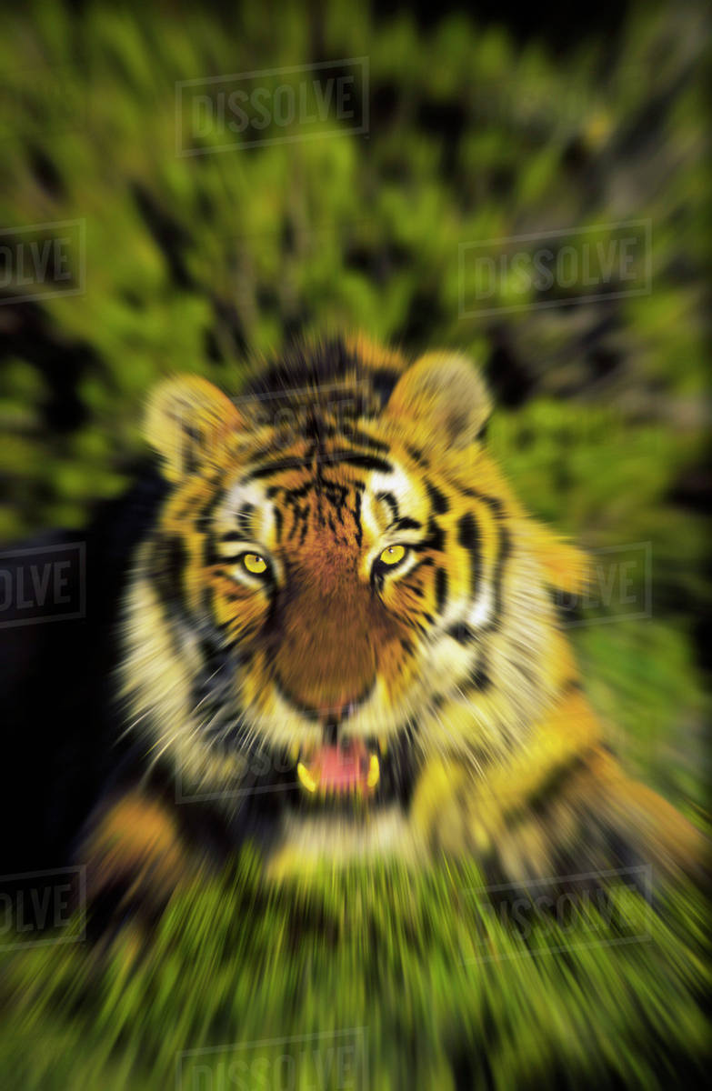 Charging siberian tiger (panthera tigris altaica);Africa - Royalty-free ...
