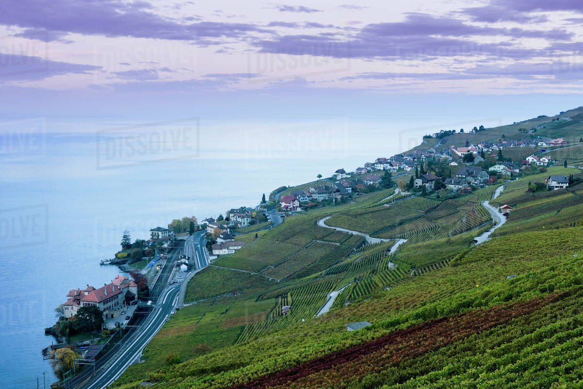 Vineyards rivaz village and lake genova;Rivaz switzerland - Stock Photo ...