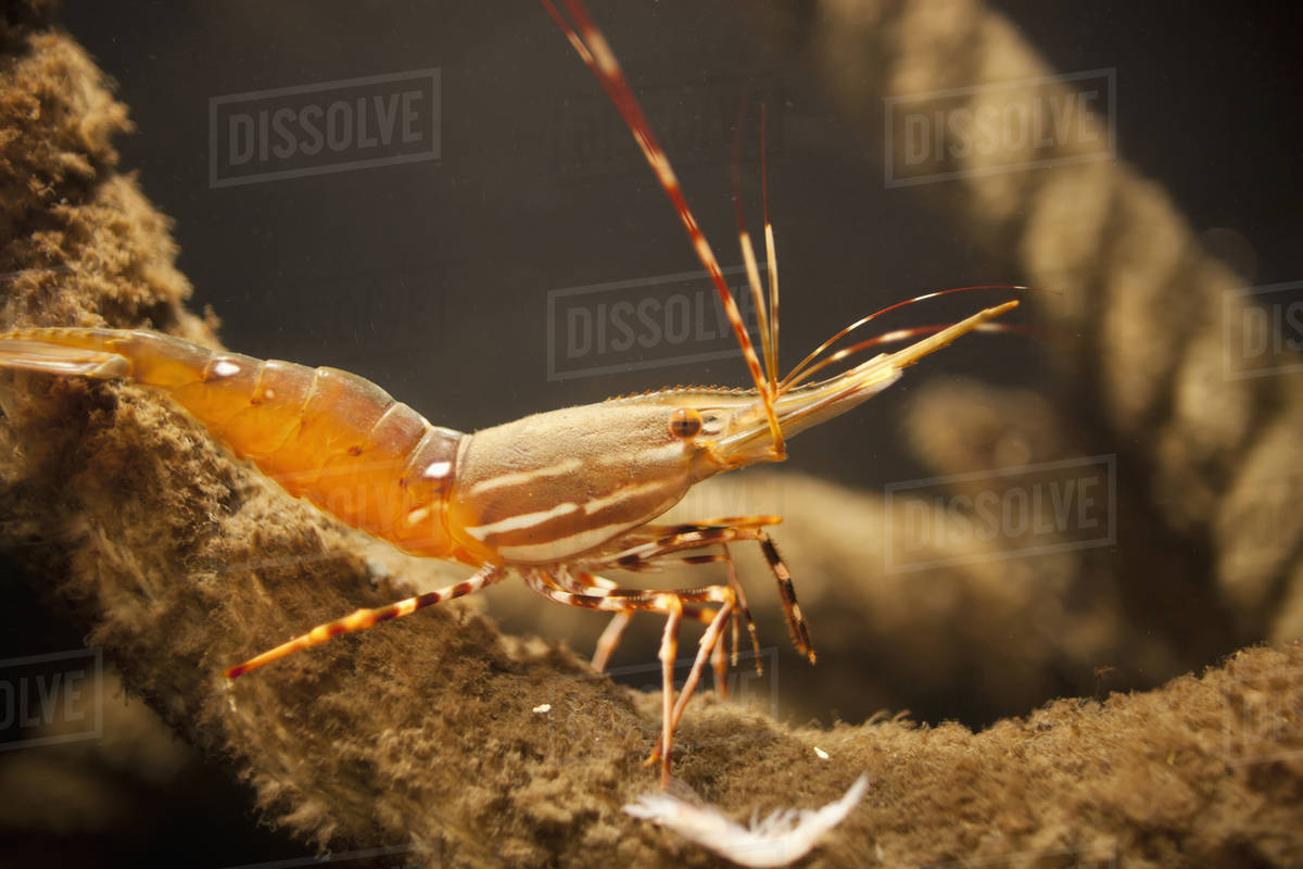 Spotted Shrimp On Display At The Alaska Sealife Center In Seward ...